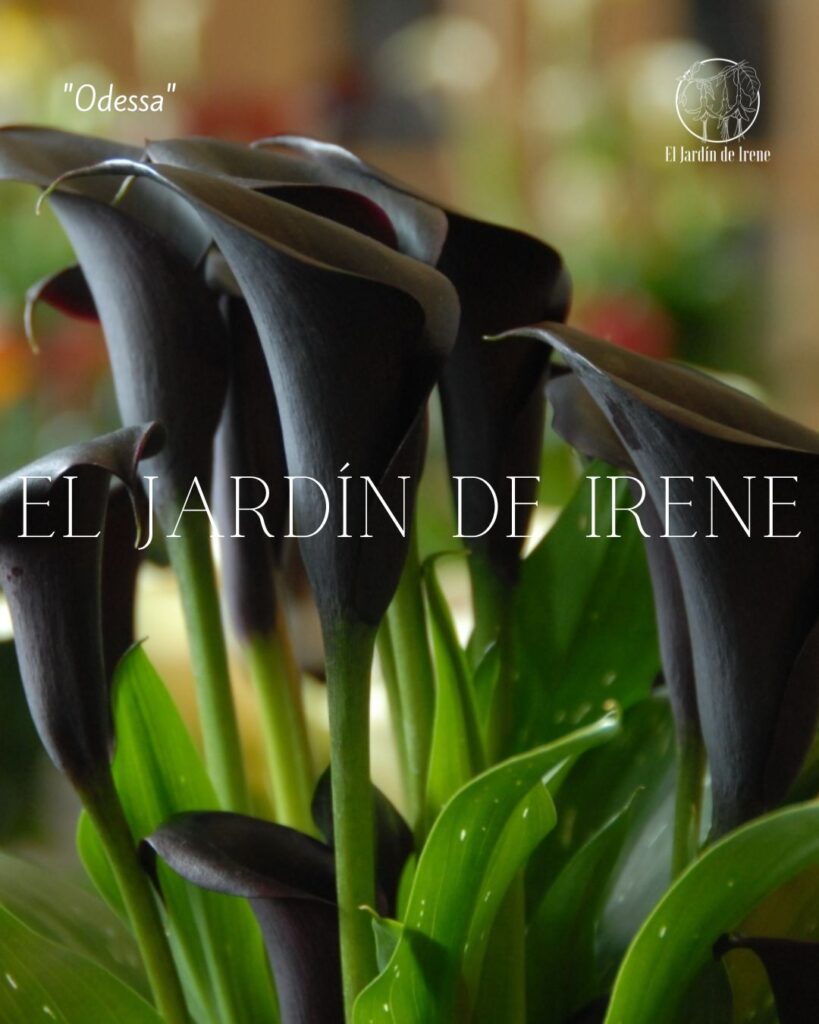 Bulbos de Cala – El Jardín de Irene