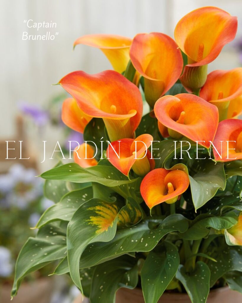 Bulbos de Cala – El Jardín de Irene