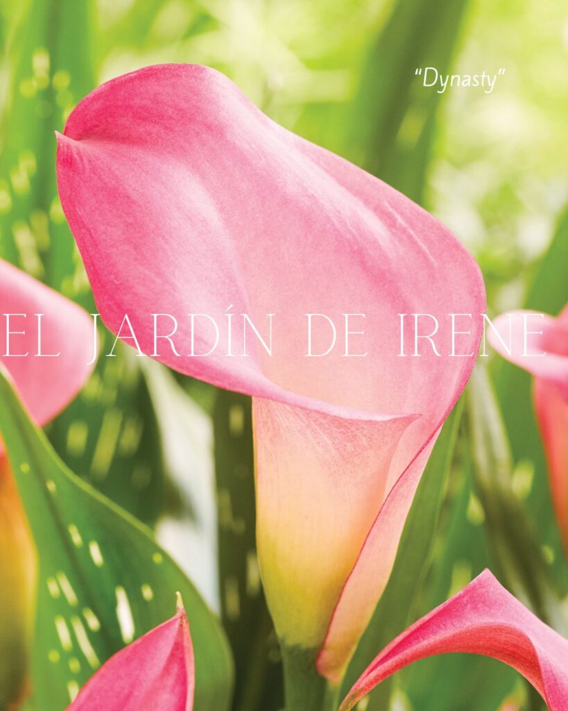 Bulbos de Cala – El Jardín de Irene