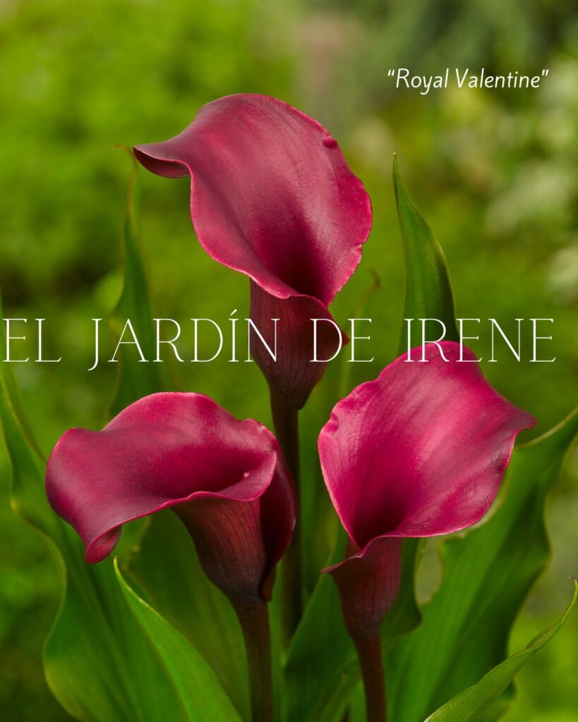 Bulbos de Cala – El Jardín de Irene