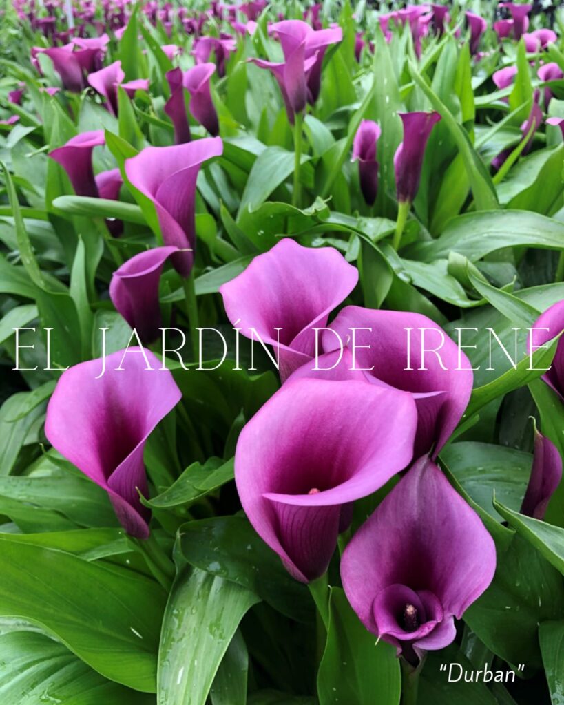 Bulbos de Cala – El Jardín de Irene