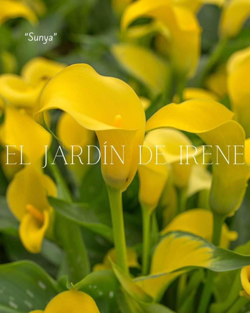 Bulbos de Cala – El Jardín de Irene